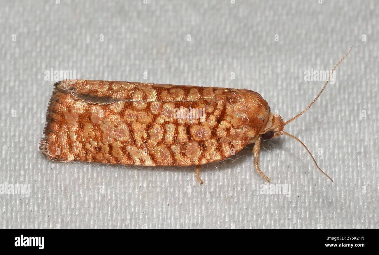 Jack Pine Budworm Moth (Choristoneura pinus) Insecta Stock Photo - Alamy