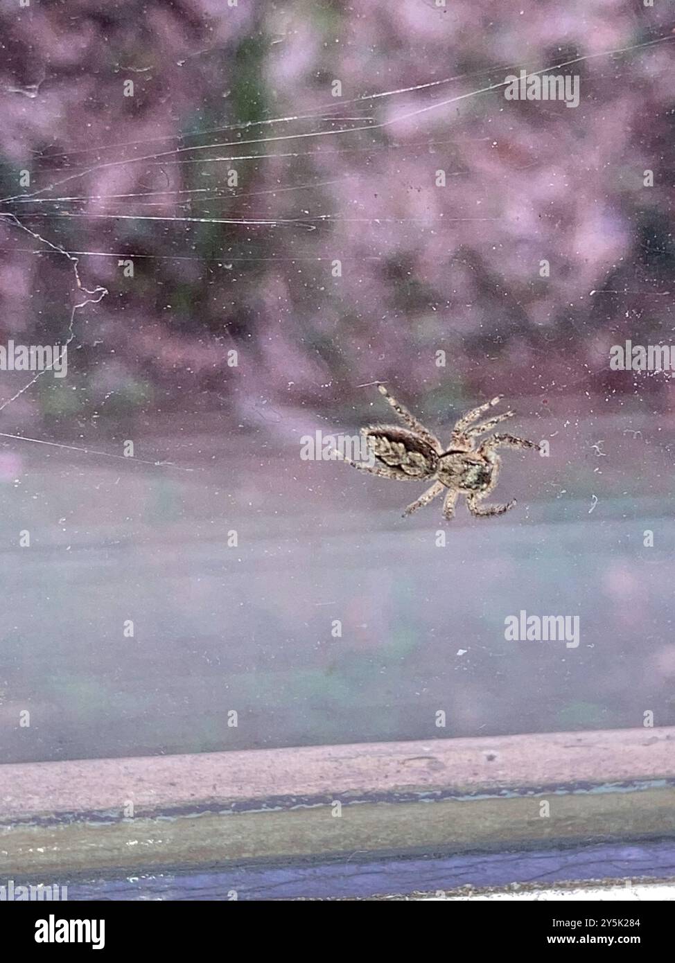 Tan Jumping Spider (Platycryptus undatus) Arachnida Stock Photo - Alamy