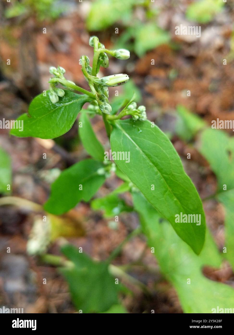 white rattlesnake root (Nabalus albus) Plantae Stock Photo - Alamy
