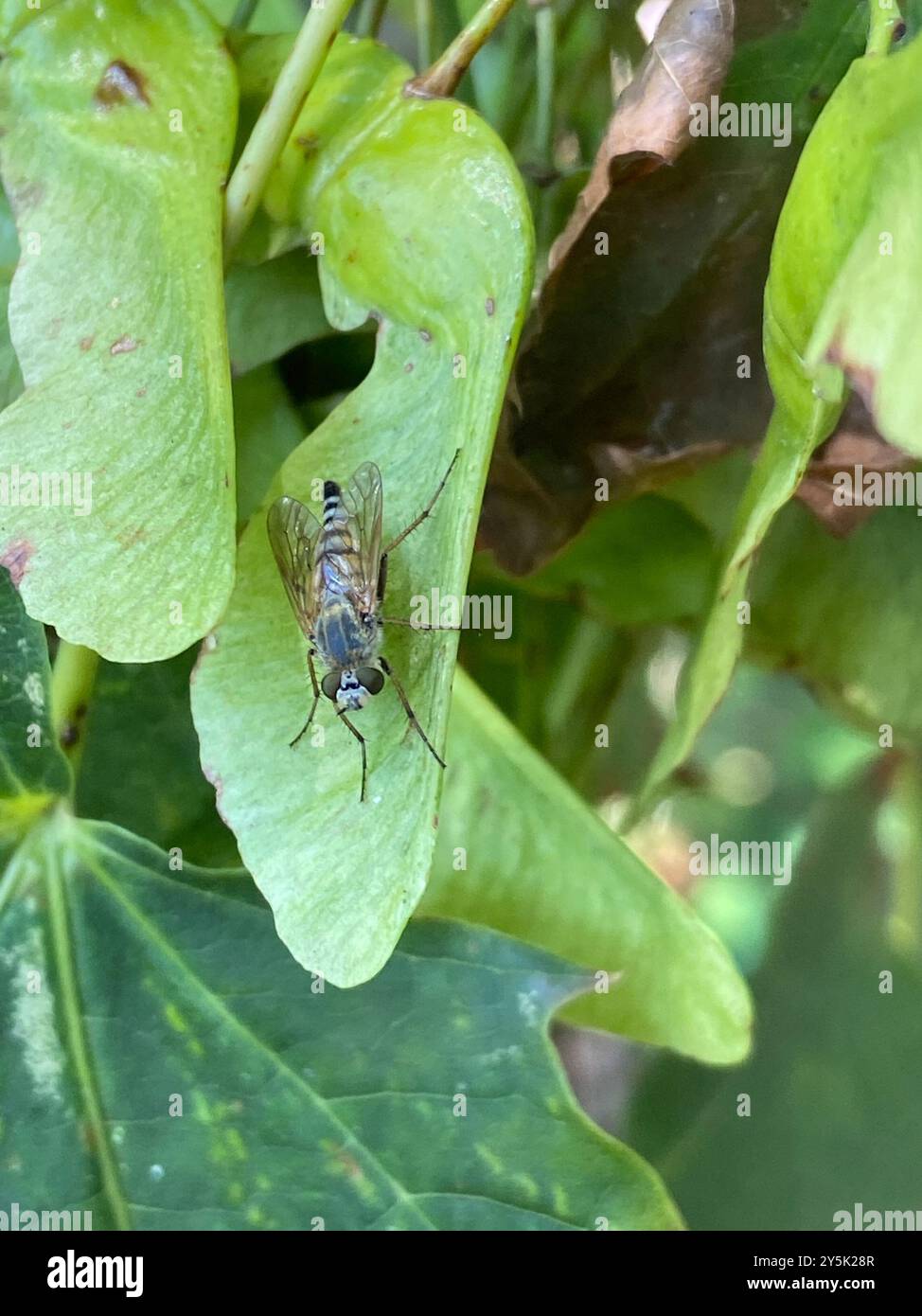 Common Stiletto (Thereva nobilitata) Insecta Stock Photo - Alamy