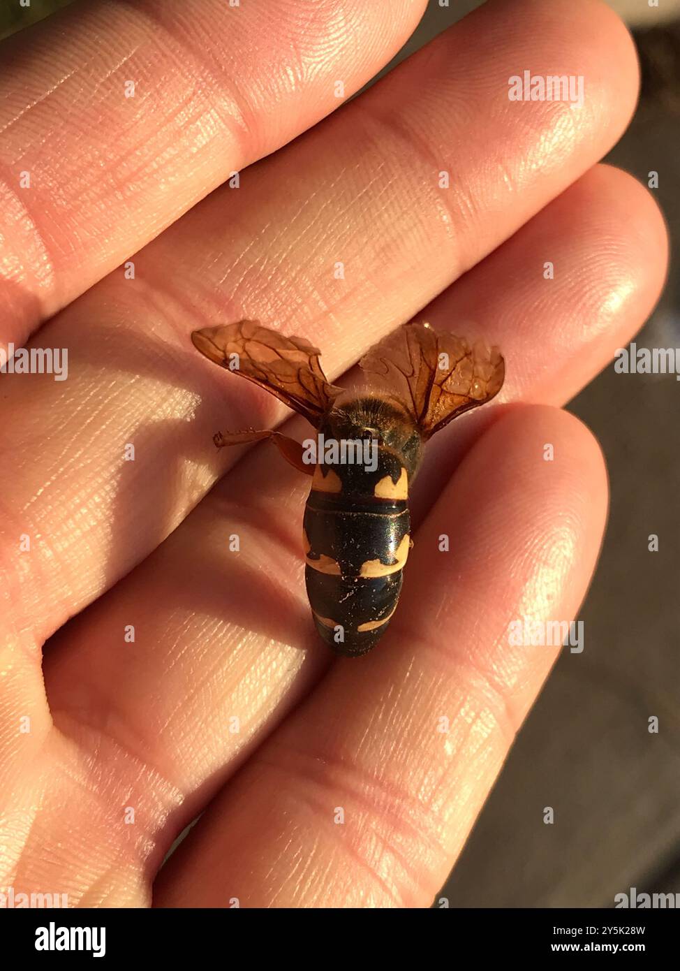 Eastern Cicada-killer Wasp (Sphecius speciosus) Insecta Stock Photo - Alamy