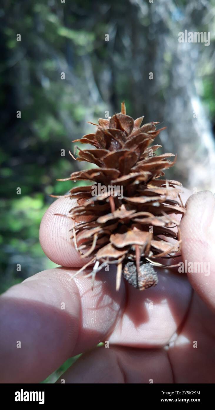 western larch (Larix occidentalis) Plantae Stock Photo - Alamy
