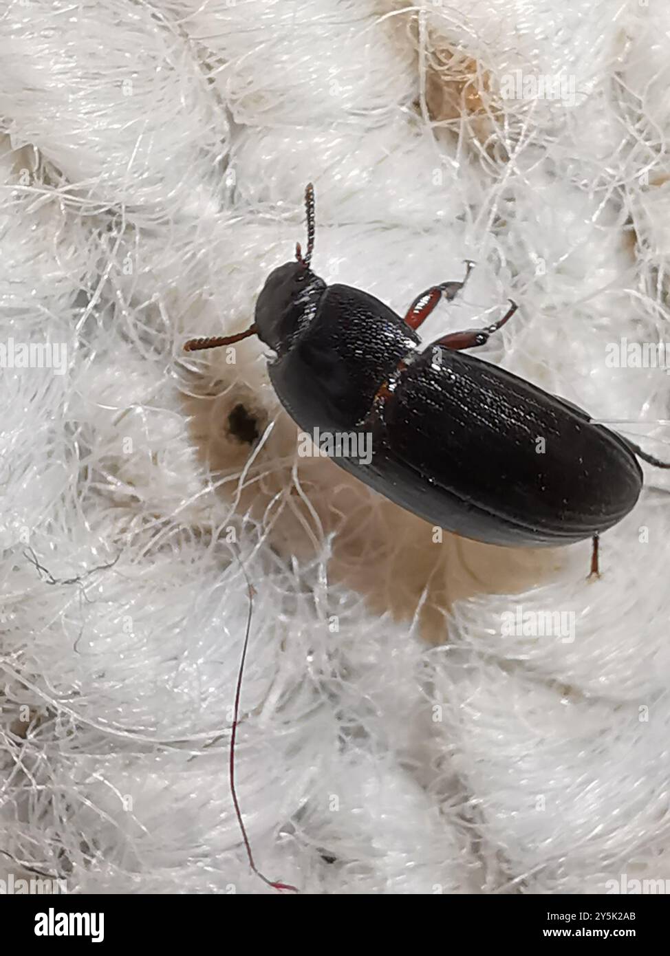 Lesser Mealworm (Alphitobius diaperinus) Insecta Stock Photo - Alamy