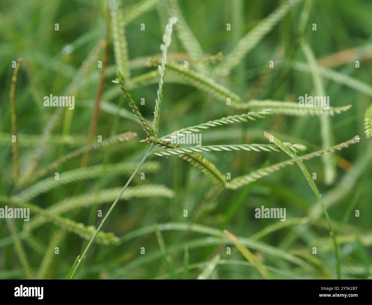 Goose Grass (Eleusine indica) Plantae Stock Photo - Alamy