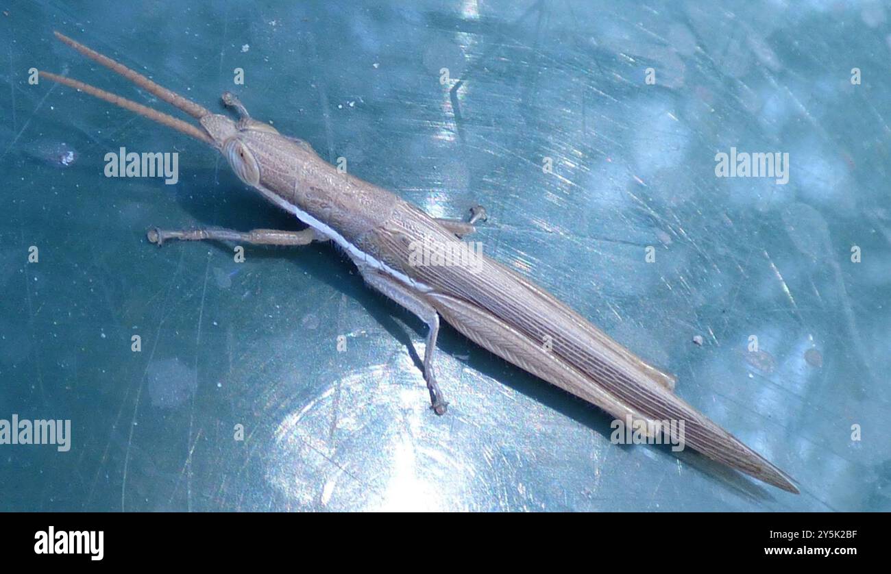 Cattail Toothpick Grasshopper (Leptysma marginicollis) Insecta Stock ...