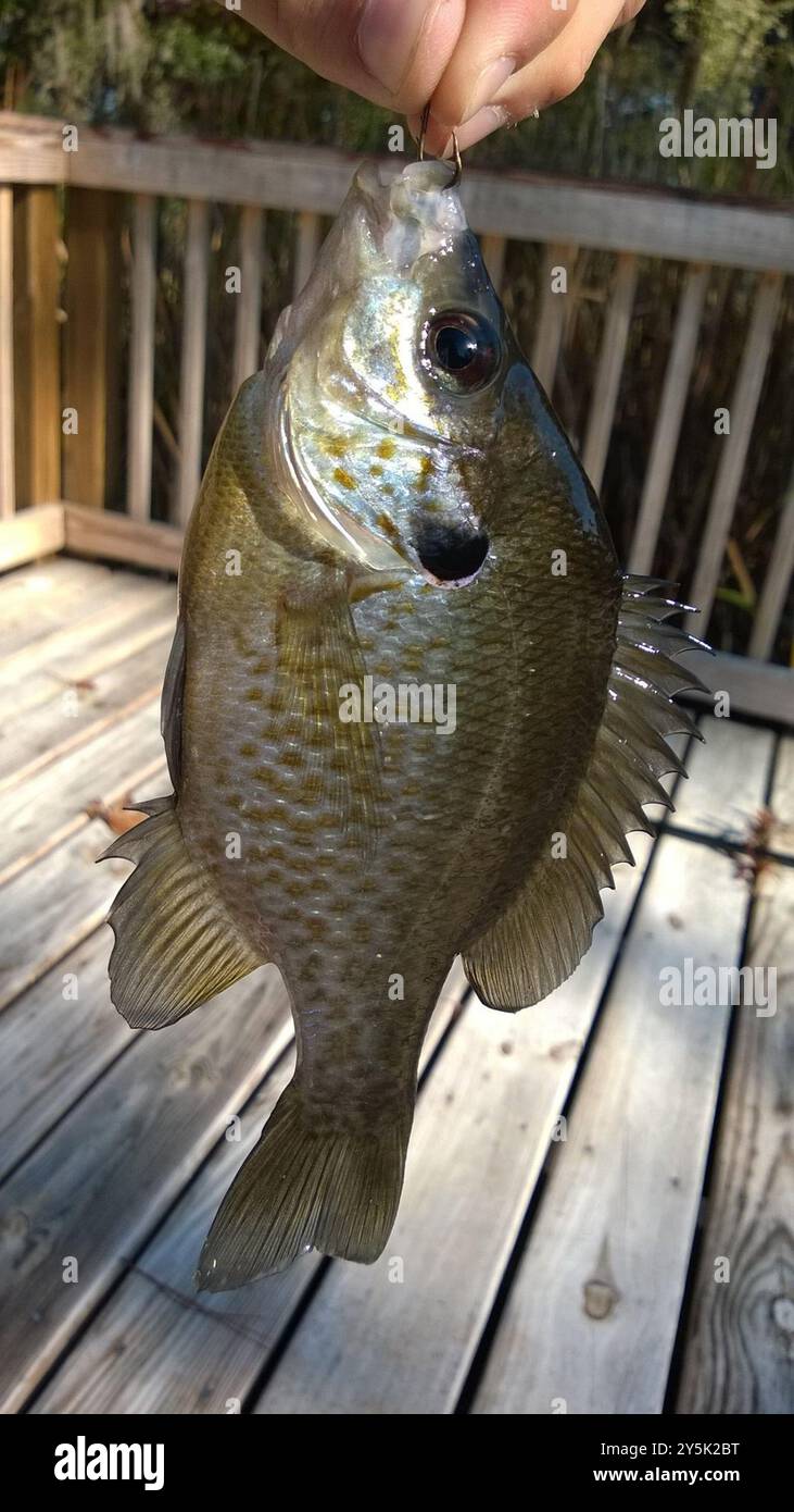 Bluegill × Redear Sunfish (Lepomis macrochirus × microlophus ...