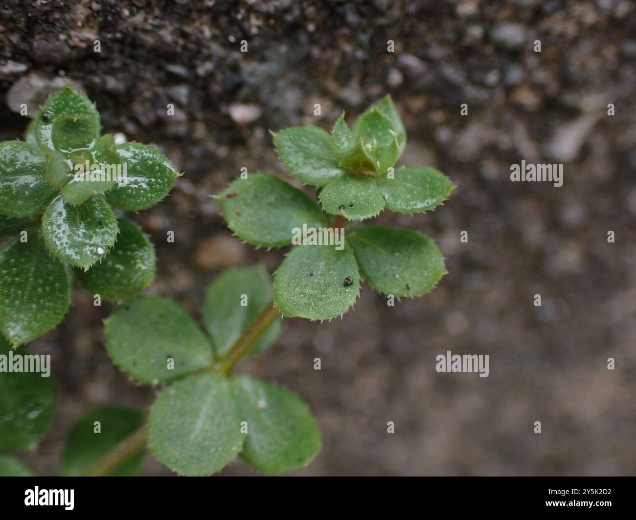 tiny bedstraw (Galium murale) Plantae Stock Photo - Alamy