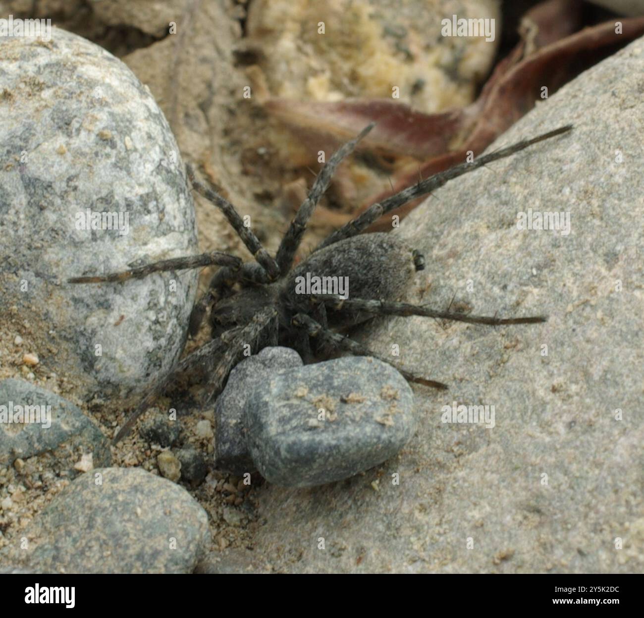 Thin-legged Wolf Spiders (Pardosa) Arachnida Stock Photo - Alamy