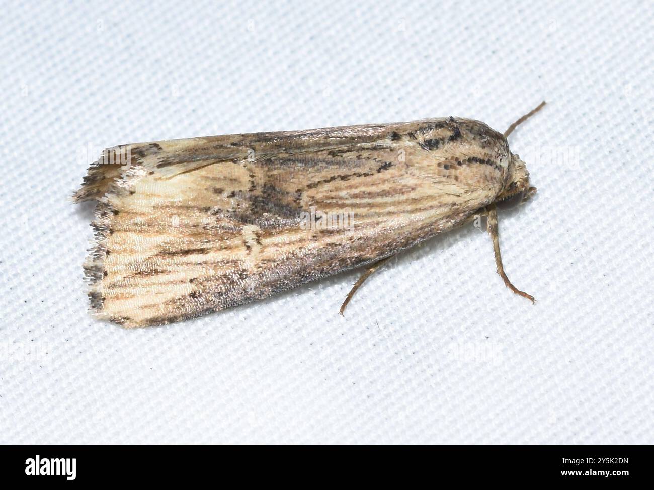 Verbena Moth (Crambodes talidiformis) Insecta Stock Photo - Alamy