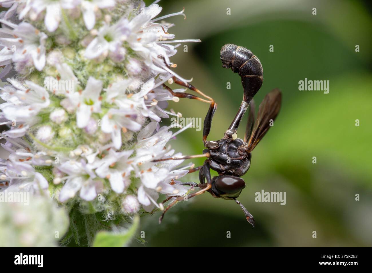 (Physocephala tibialis) Insecta Stock Photo - Alamy