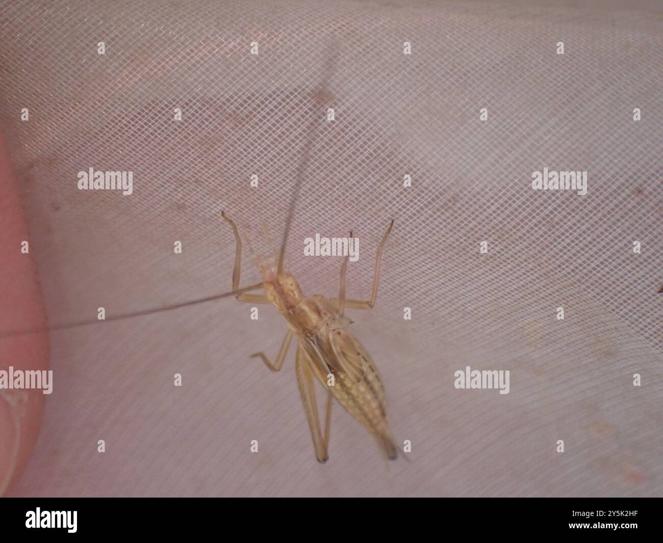 Italian Tree Cricket (Oecanthus pellucens) Insecta Stock Photo - Alamy