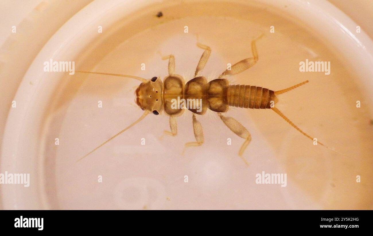 Common Stoneflies (Perlidae) Insecta Stock Photo - Alamy