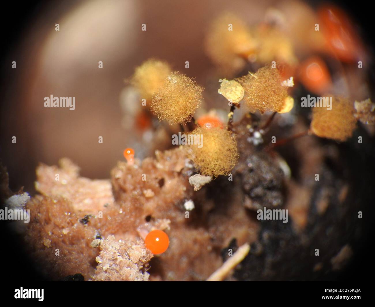 Push Pin Slime Mold (Hemitrichia calyculata) Protozoa Stock Photo - Alamy