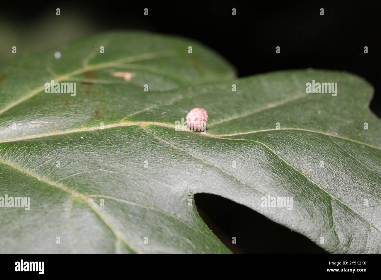 solitary maple leaf gall mite (Aceria macrochela) Arachnida Stock Photo ...