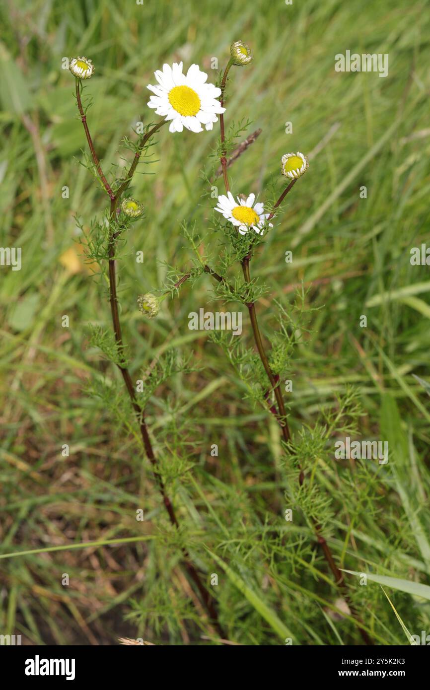 scentless mayweed (Tripleurospermum inodorum) Plantae Stock Photo - Alamy