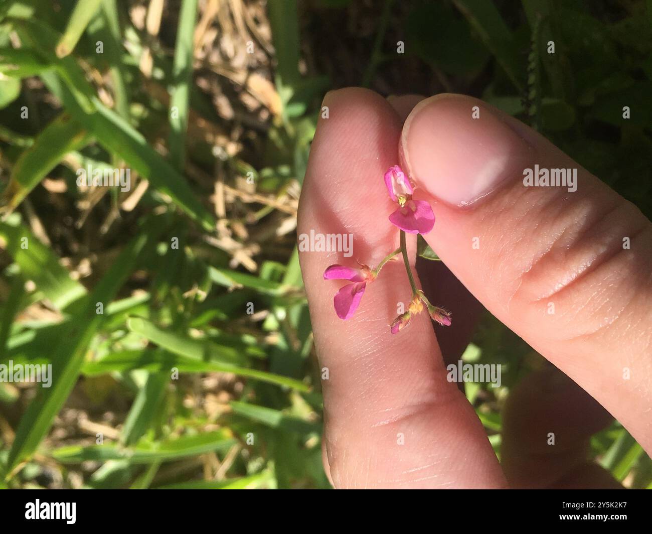 creeping beggarweed (Desmodium incanum) Plantae Stock Photo - Alamy