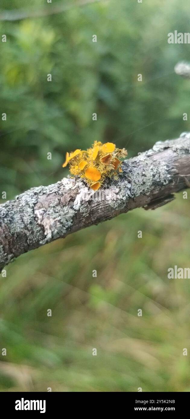 Golden-eye Lichen (Teloschistes chrysophthalmus) Fungi Stock Photo - Alamy