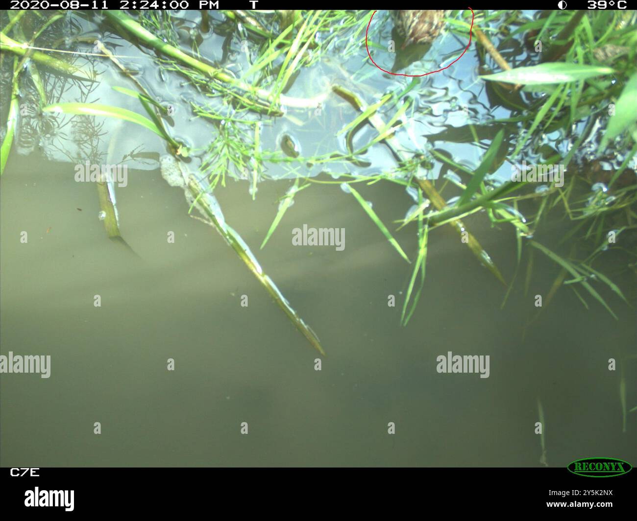 New World Sparrows (Passerellidae) Aves Stock Photo - Alamy