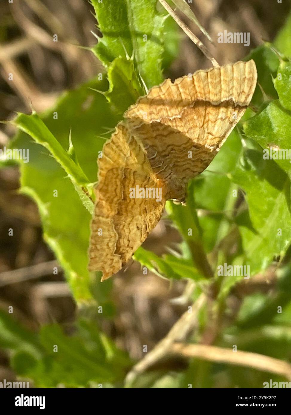 Yellow Shell Moth (Camptogramma bilineata) Insecta Stock Photo - Alamy