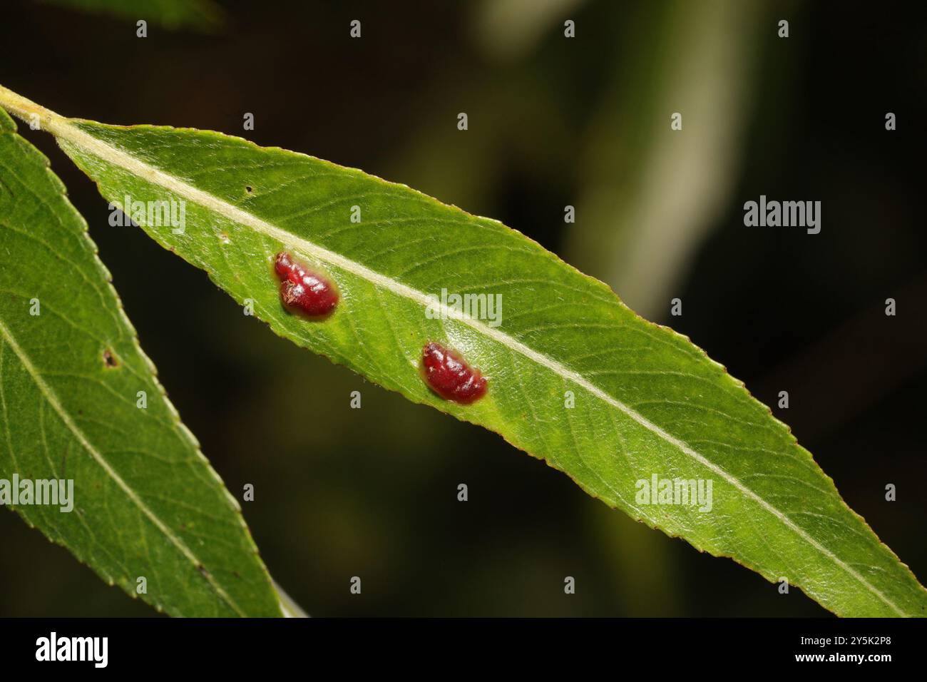Willow Redgall Sawfly (Euura proxima) Insecta Stock Photo - Alamy
