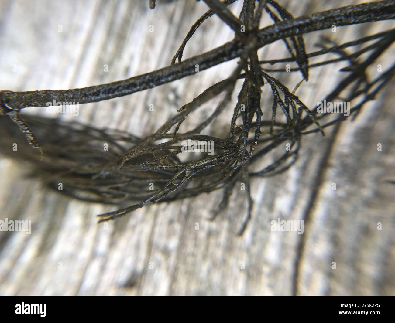 coontail (Ceratophyllum demersum) Plantae Stock Photo - Alamy