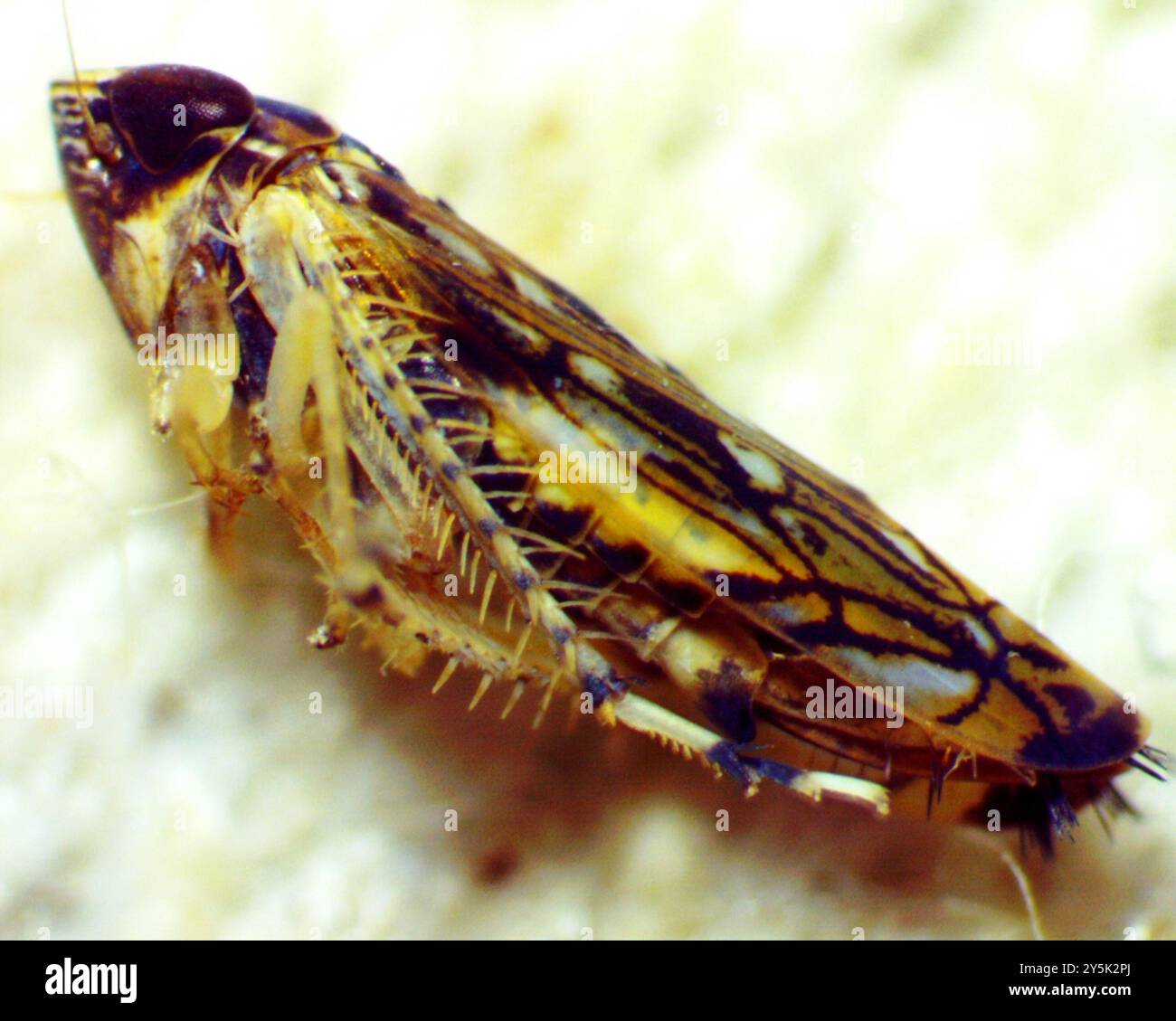 (Scaphoideus immistus) Insecta Stock Photo - Alamy