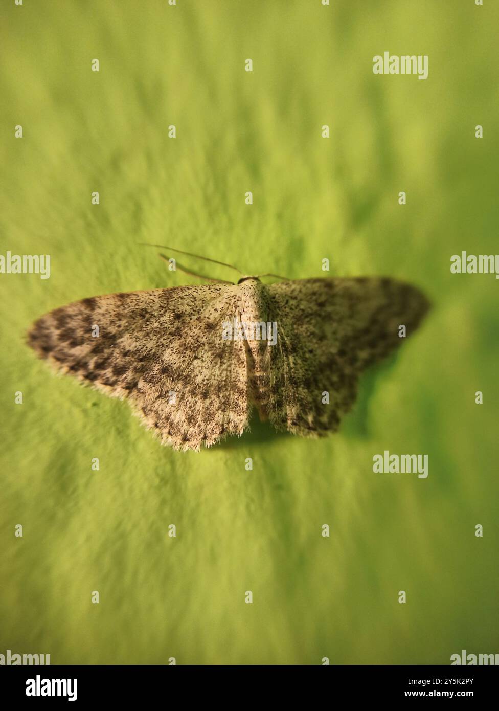 Mullein Wave (Scopula marginepunctata) Insecta Stock Photo - Alamy