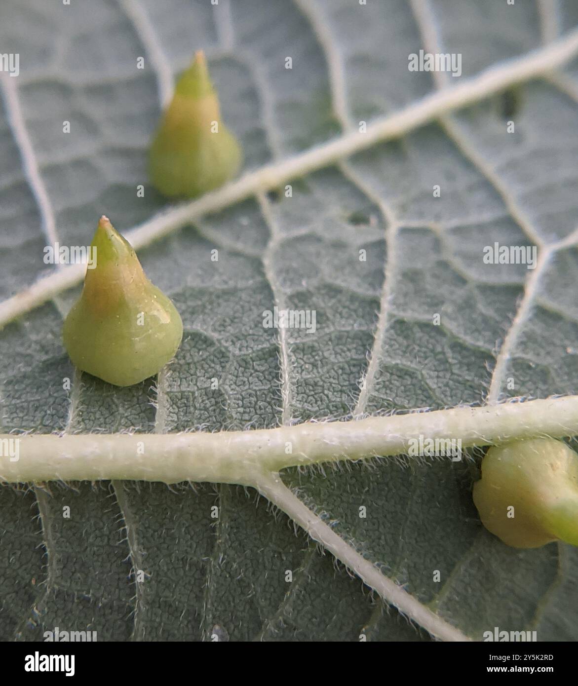 Hackberry Thorn Gall Midge (Celticecis spiniformis) Insecta Stock Photo ...
