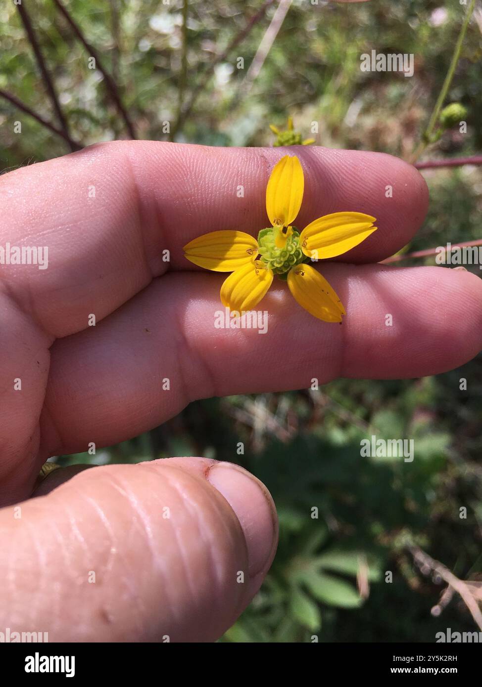 Kidney-leaf Rosinweed (Silphium compositum) Plantae Stock Photo - Alamy