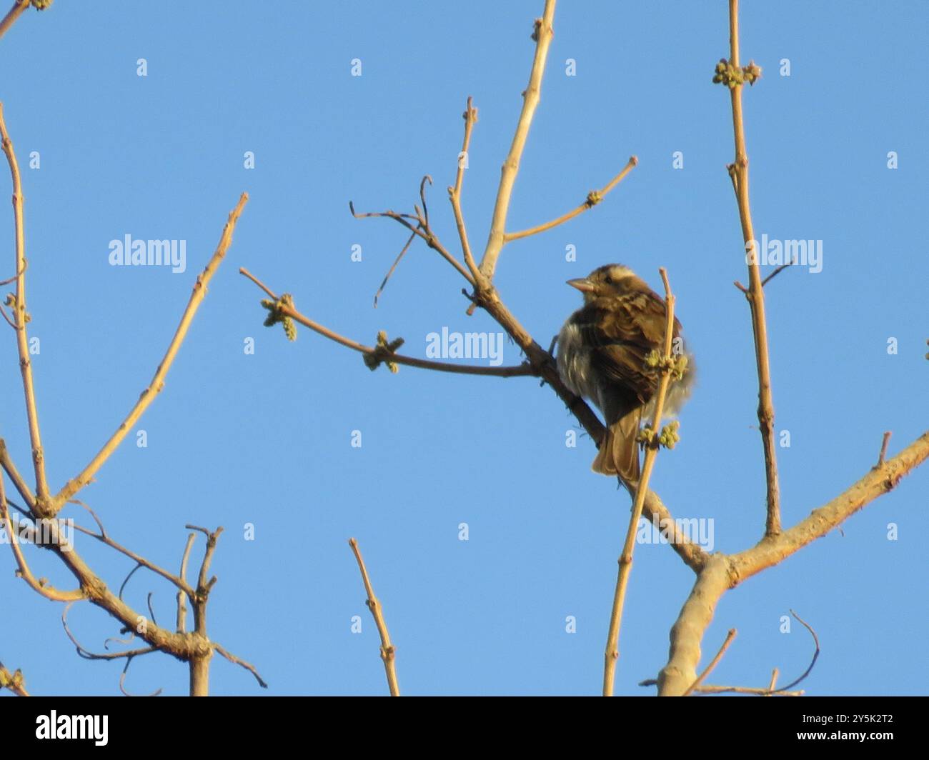 Yellow-throated Bush Sparrow (Gymnoris superciliaris) Aves Stock Photo ...