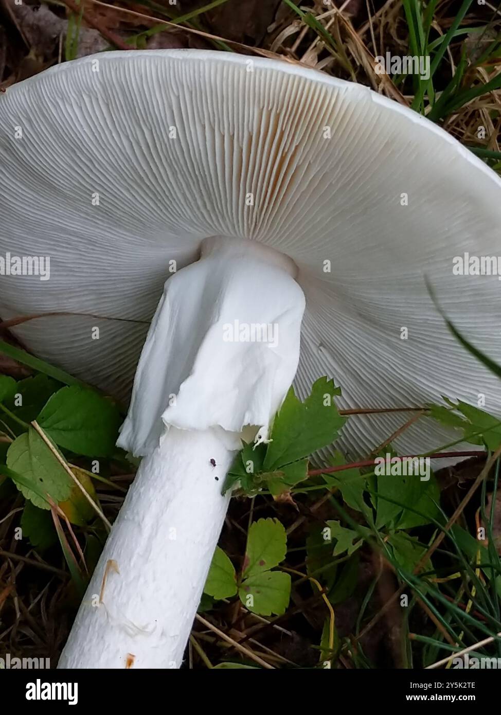 Eastern North American Destroying Angel (Amanita bisporigera) Fungi ...