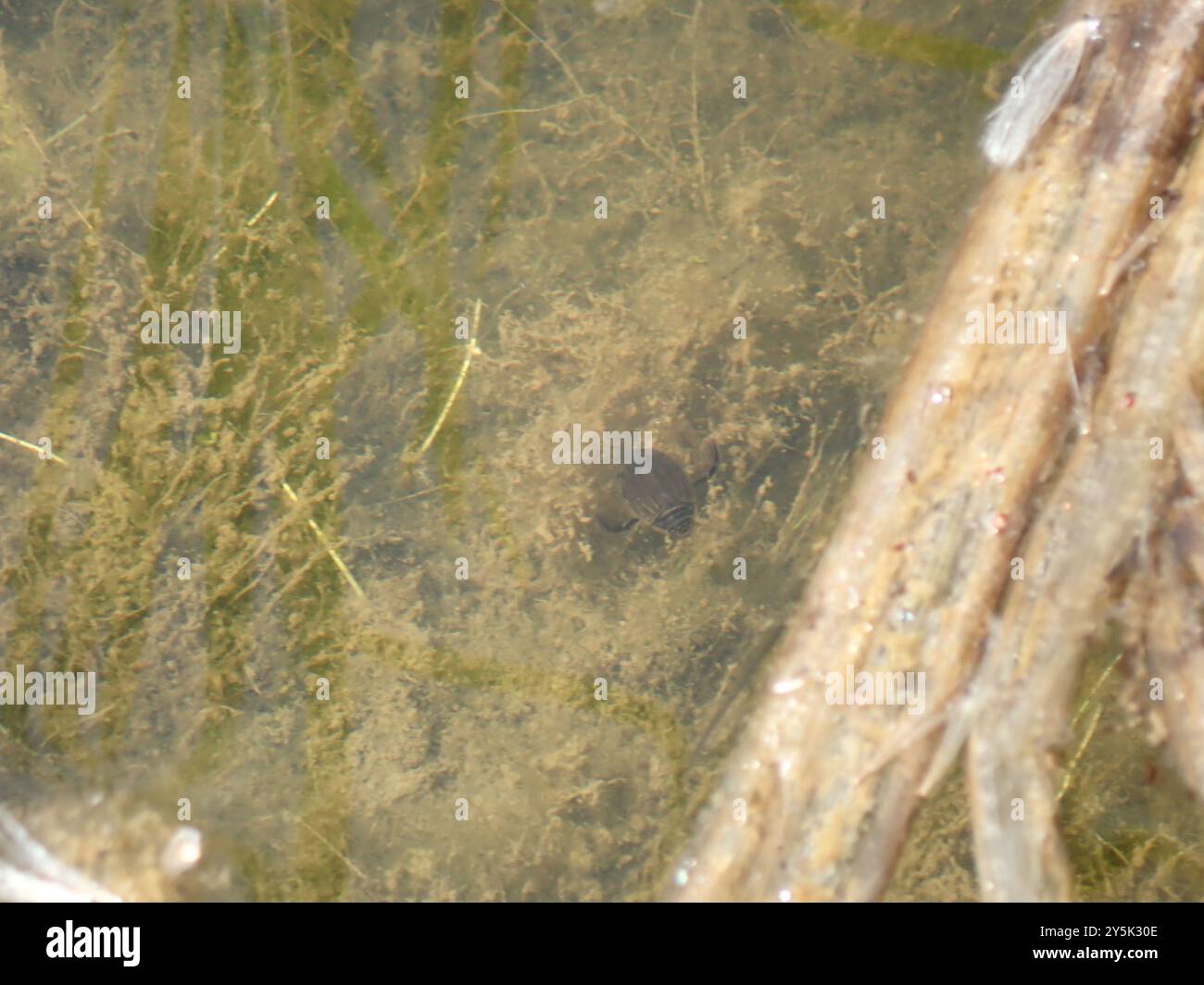 Lesser Diving-beetle (Acilius sulcatus) Insecta Stock Photo - Alamy