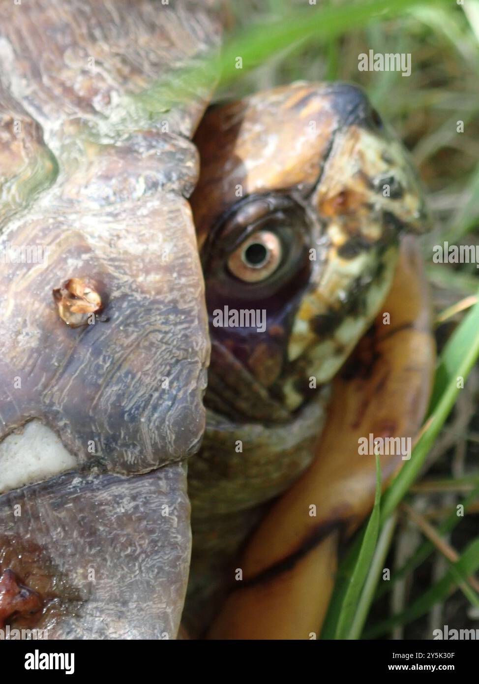 Gulf coast box turtle terrapene carolina major hi-res stock photography ...
