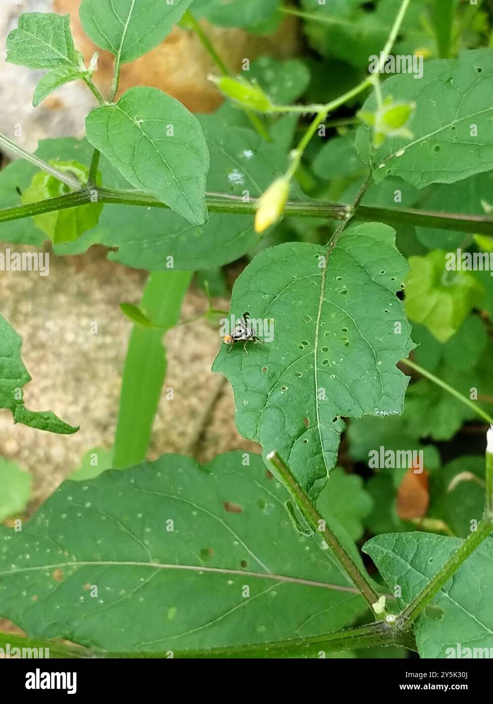 (Rhagoletis striatella) Insecta Stock Photo - Alamy