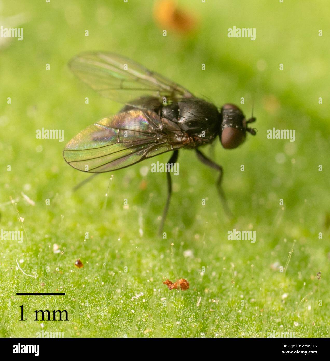 Leaf-miner Flies (Agromyzidae) Insecta Stock Photo - Alamy