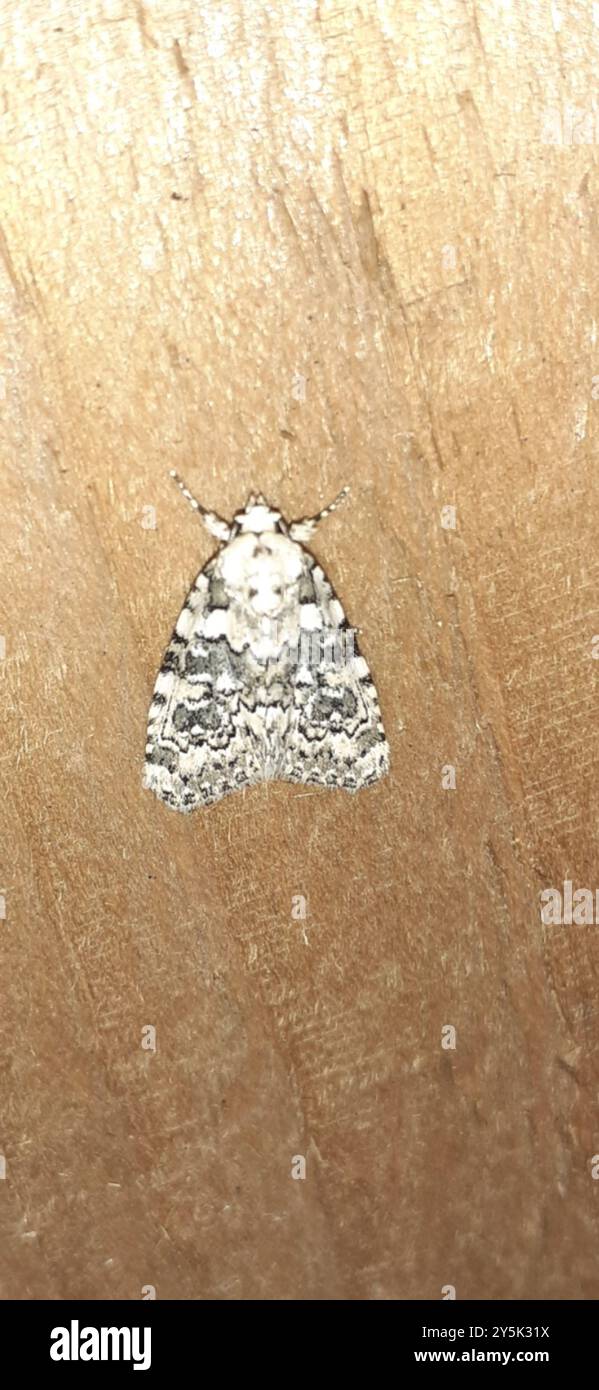 Marbled Beauty (Bryophila domestica) Insecta Stock Photo - Alamy