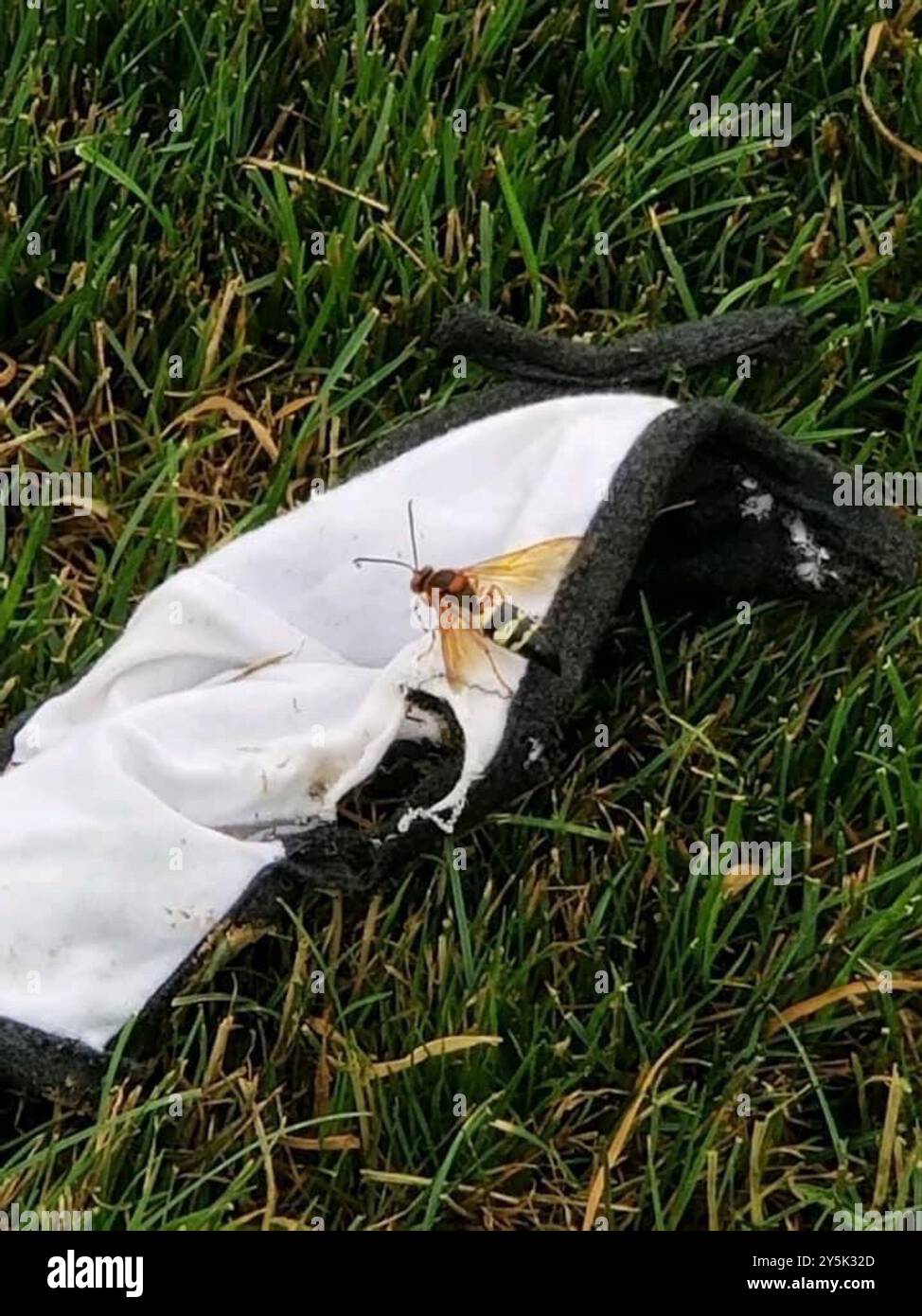 Eastern Cicada-killer Wasp (Sphecius speciosus) Insecta Stock Photo - Alamy