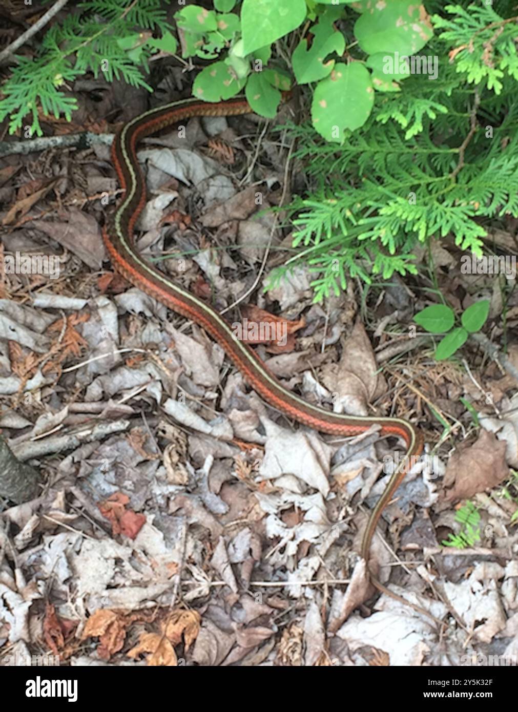 Eastern Garter Snake (Thamnophis sirtalis sirtalis) Reptilia Stock ...