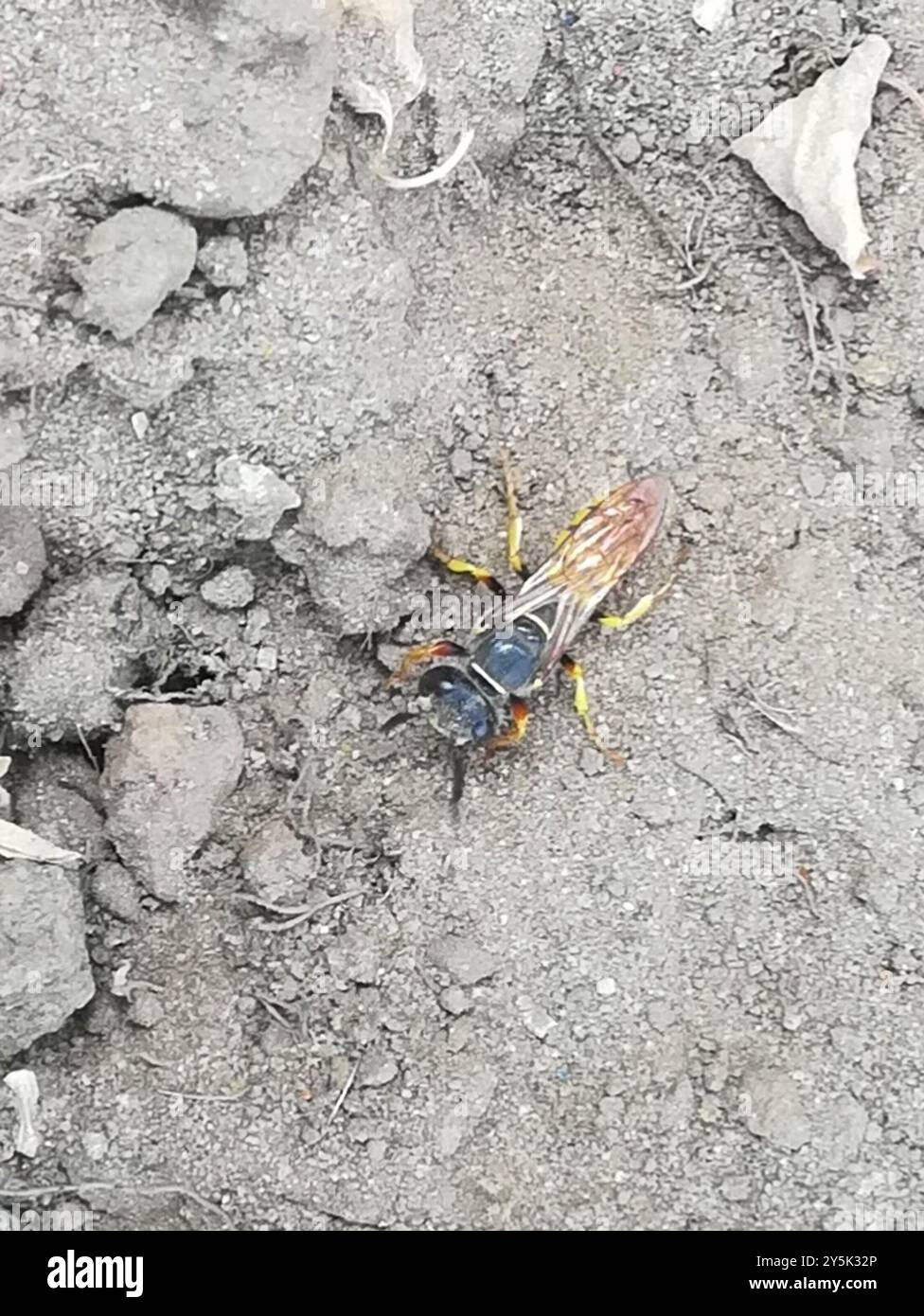 Ants, Bees, and Stinging Wasps (Aculeata) Insecta Stock Photo - Alamy