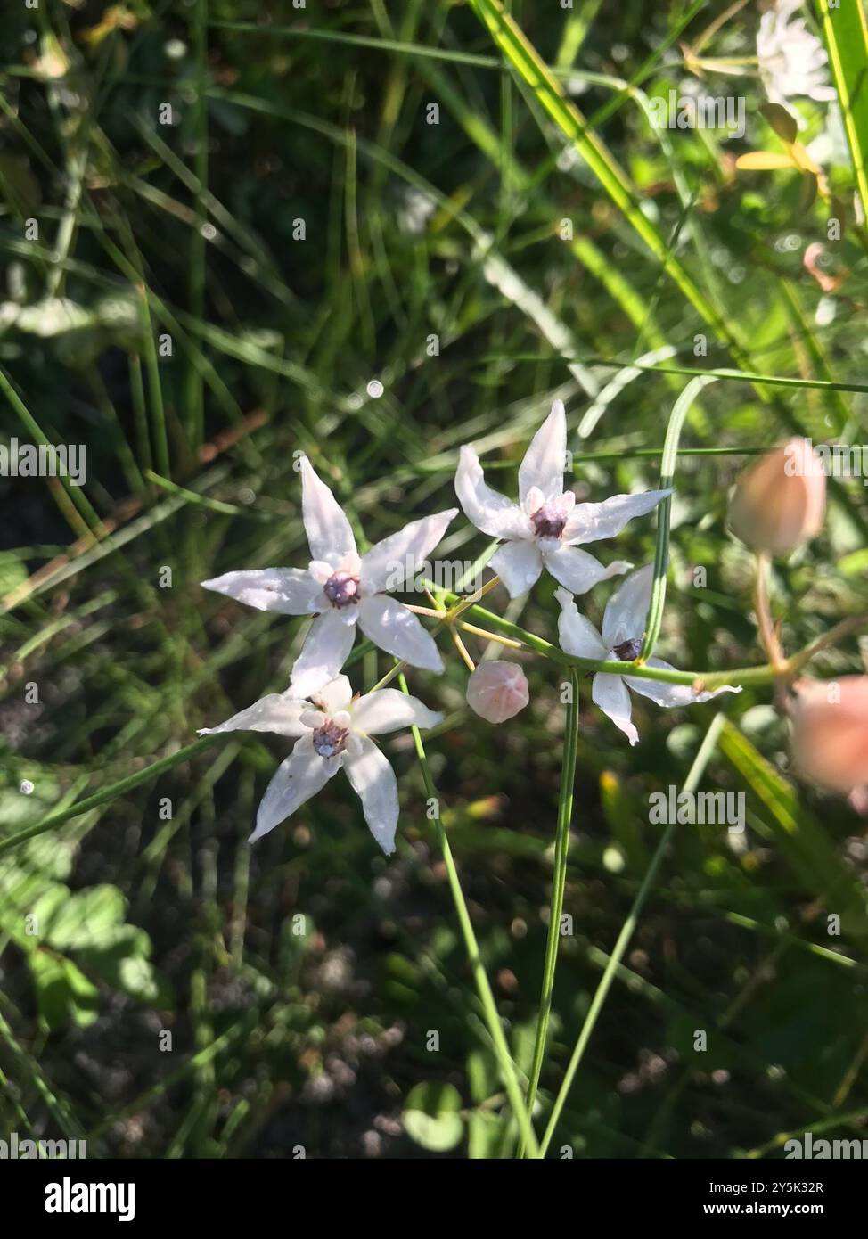 Florida milkweed (Asclepias feayi) Plantae Stock Photo - Alamy