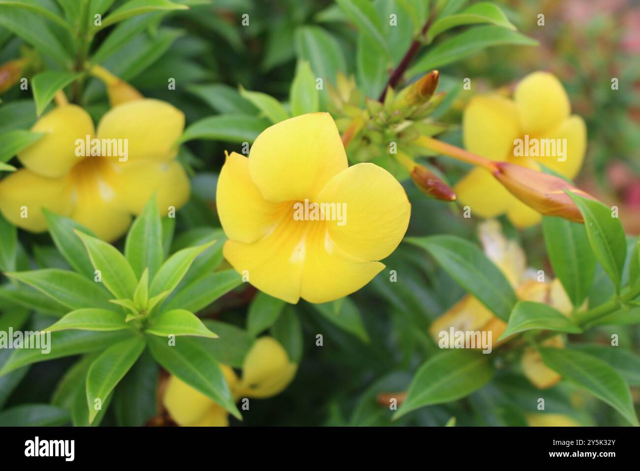 Golden Trumpet (Allamanda cathartica) Plantae Stock Photo - Alamy