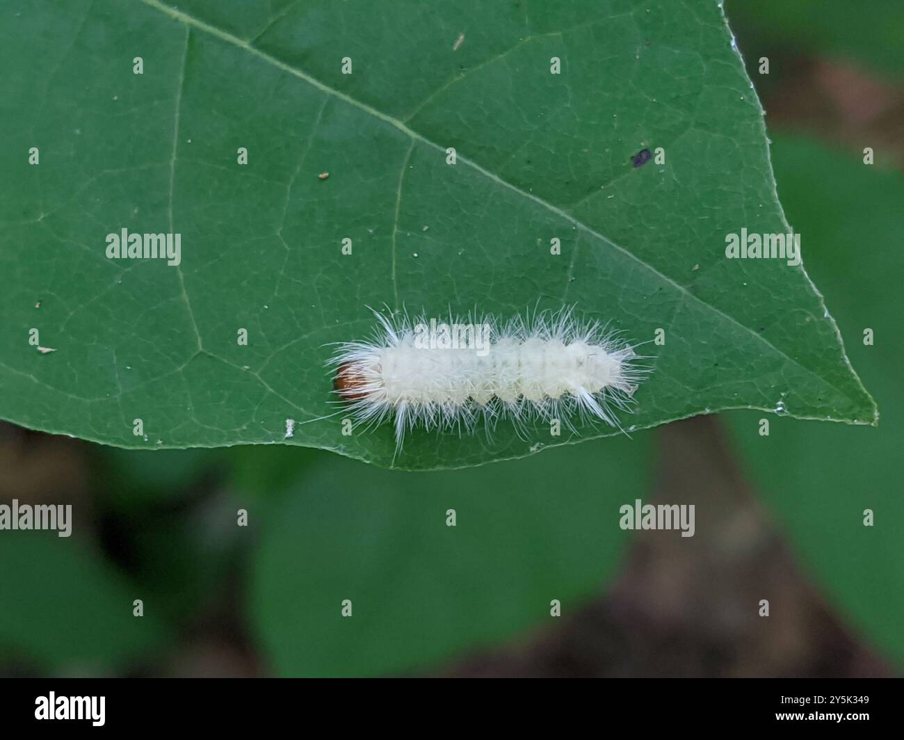 Owlet Moths and Allies (Noctuoidea) Insecta Stock Photo - Alamy