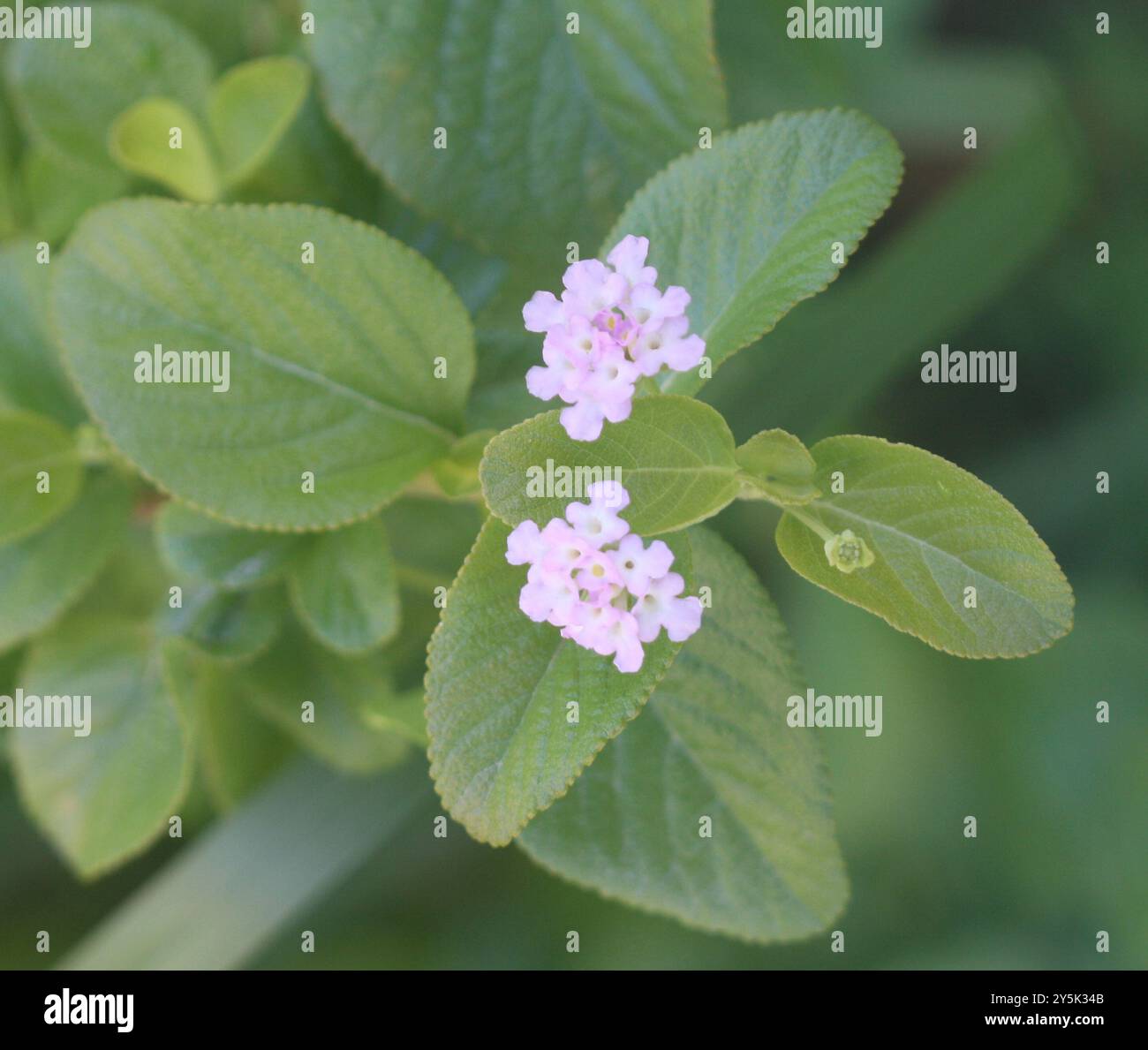 lantanas (Lantana) Plantae Stock Photo - Alamy