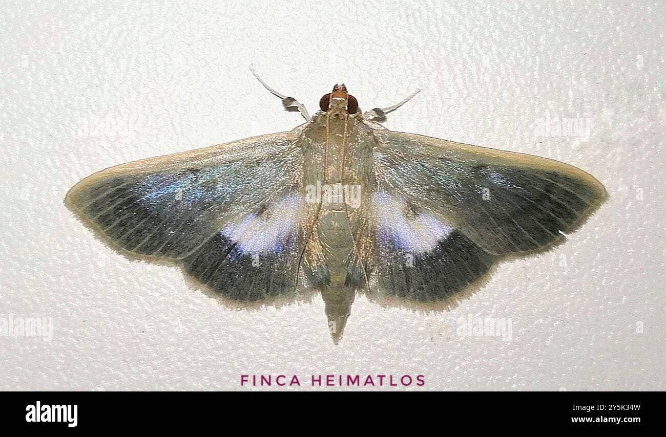 Pearl Moths (Spilomelinae) Insecta Stock Photo - Alamy