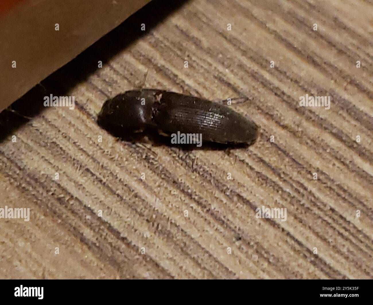 Click Beetles (Elateridae) Insecta Stock Photo - Alamy