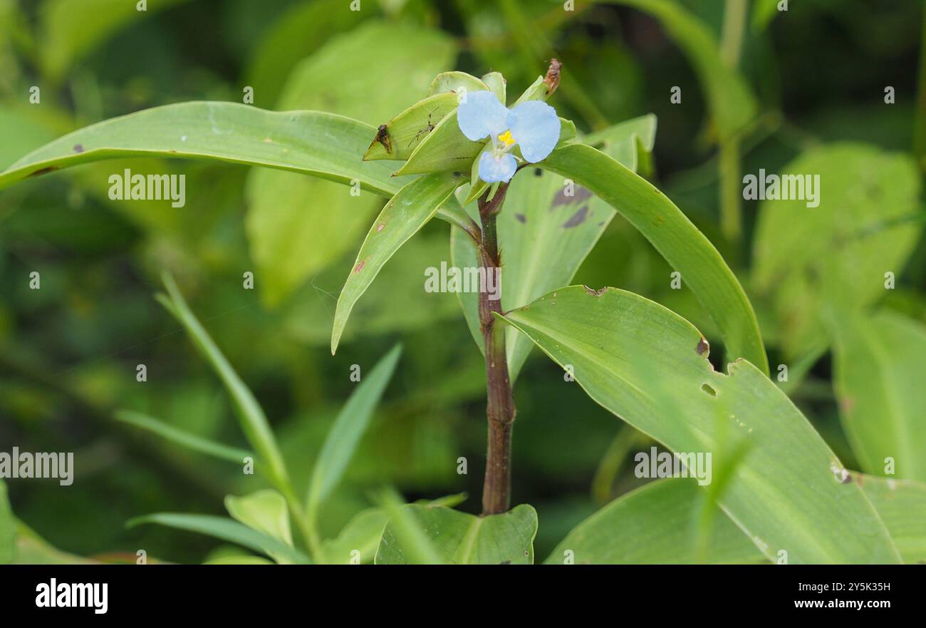 Virginia Dayflower (Commelina virginica) Plantae Stock Photo - Alamy