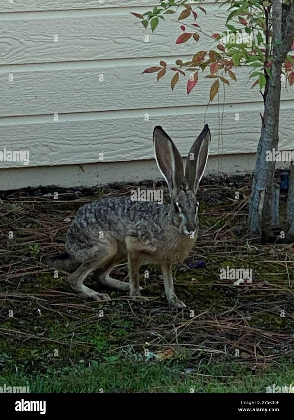 Black-tailed Jackrabbit (Lepus californicus) Mammalia Stock Photo - Alamy