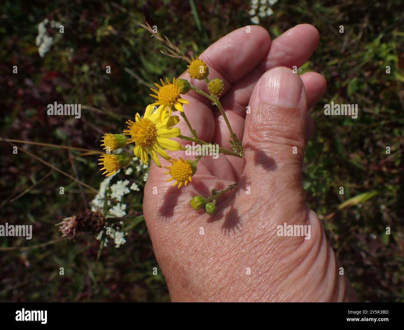 Hoary Ragwort (Jacobaea erucifolia) Plantae Stock Photo - Alamy