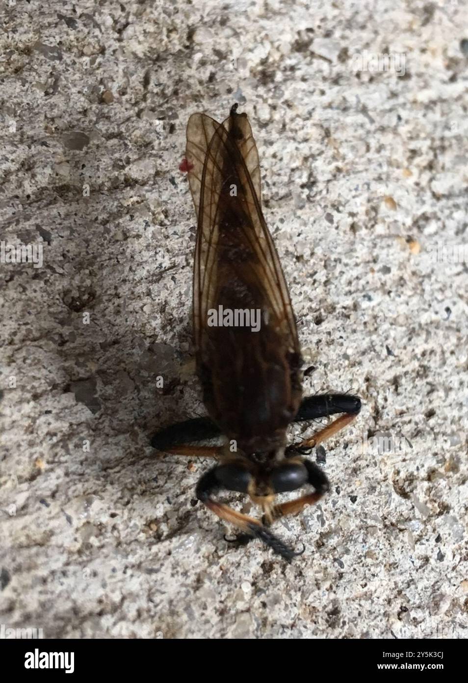 Red-footed Cannibal Fly (Promachus rufipes) Insecta Stock Photo - Alamy