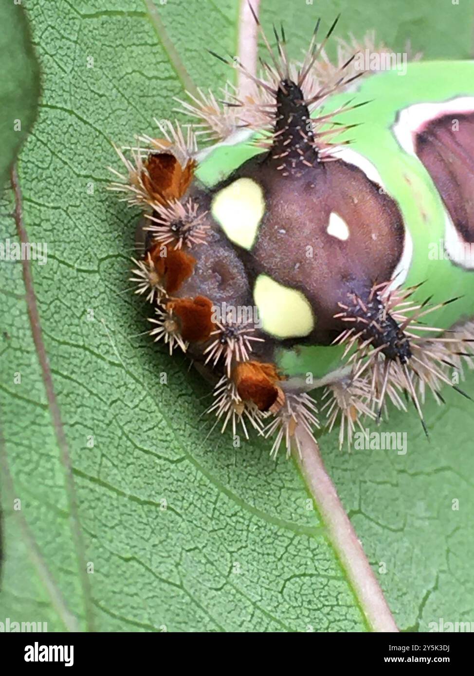 Saddleback Caterpillar Moth (Acharia stimulea) Insecta Stock Photo - Alamy